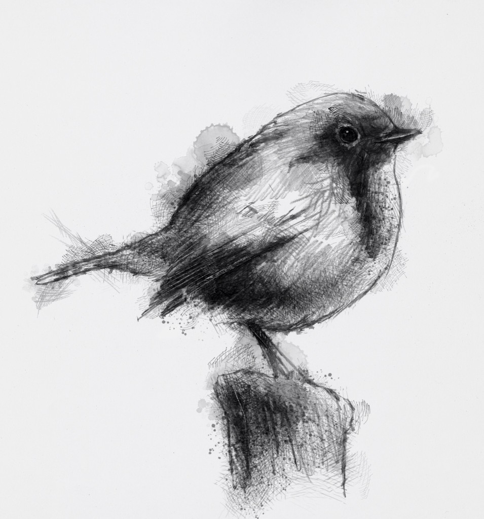 Cock Robin | SeanBriggs