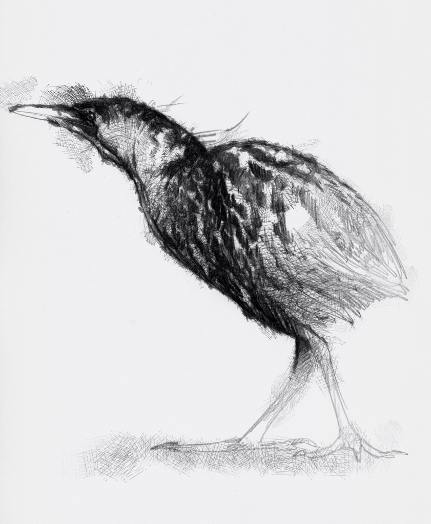 British bittern | SeanBriggs