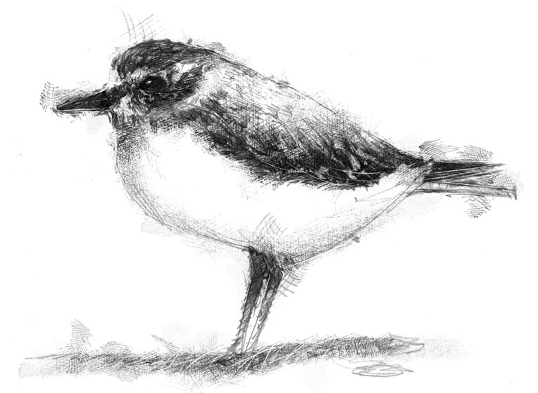 Snowy plover | SeanBriggs