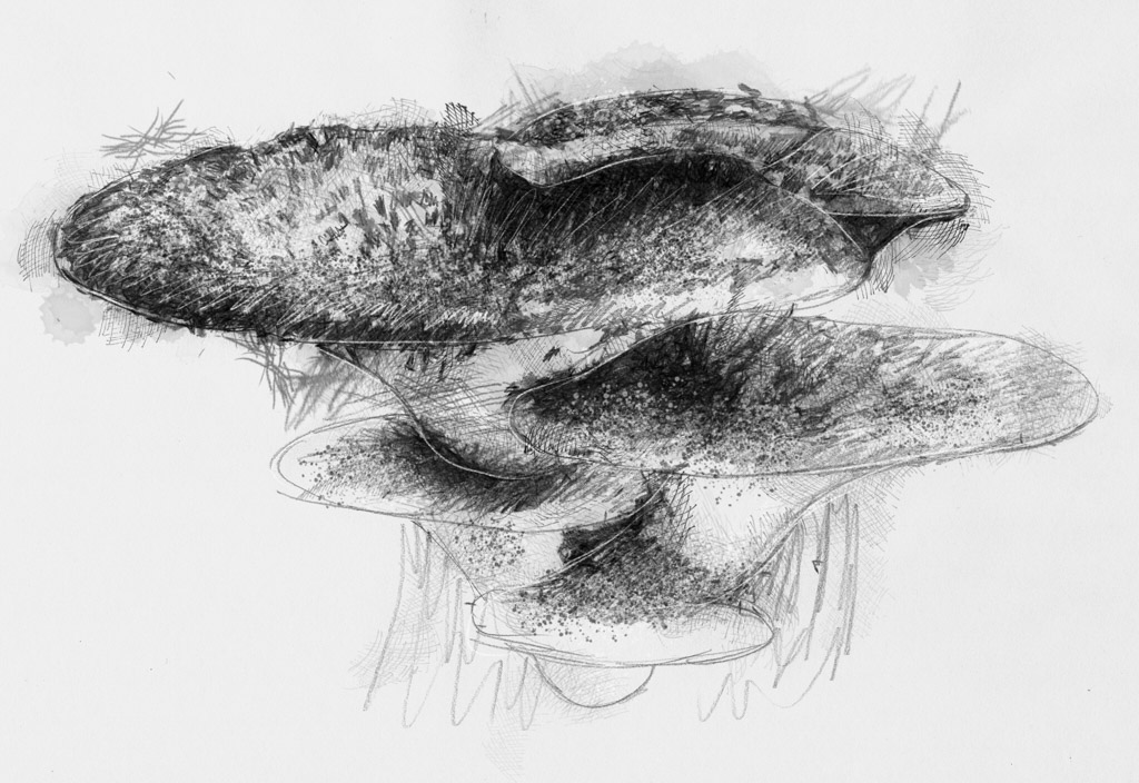 Bracket fungus | SeanBriggs