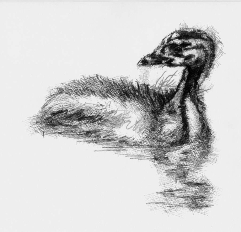 Grebe chick | SeanBriggs