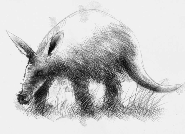 aardvark | SeanBriggs