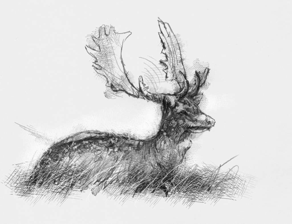 Red deer | SeanBriggs