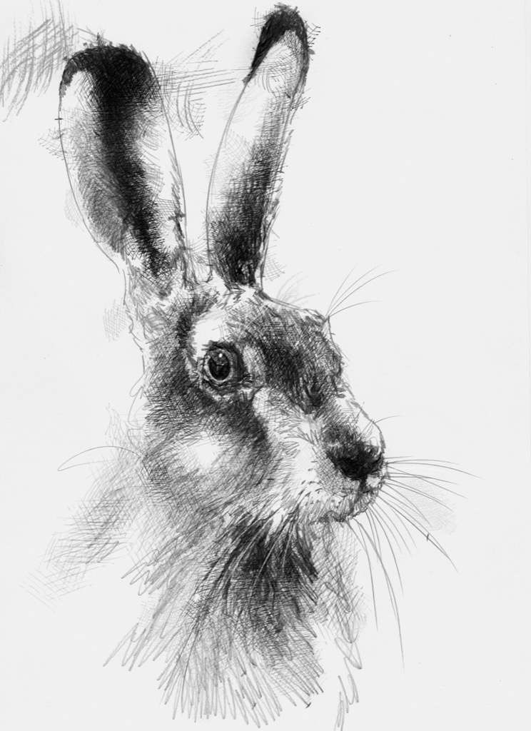 Brown hare | SeanBriggs