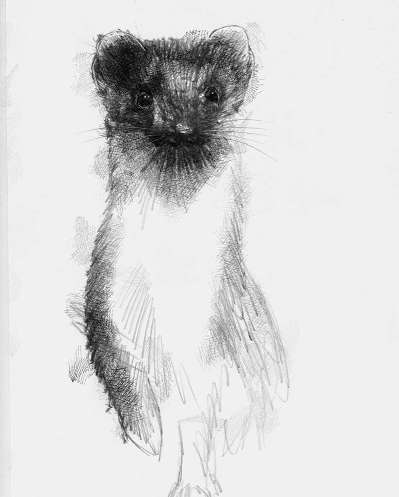British stoat | SeanBriggs