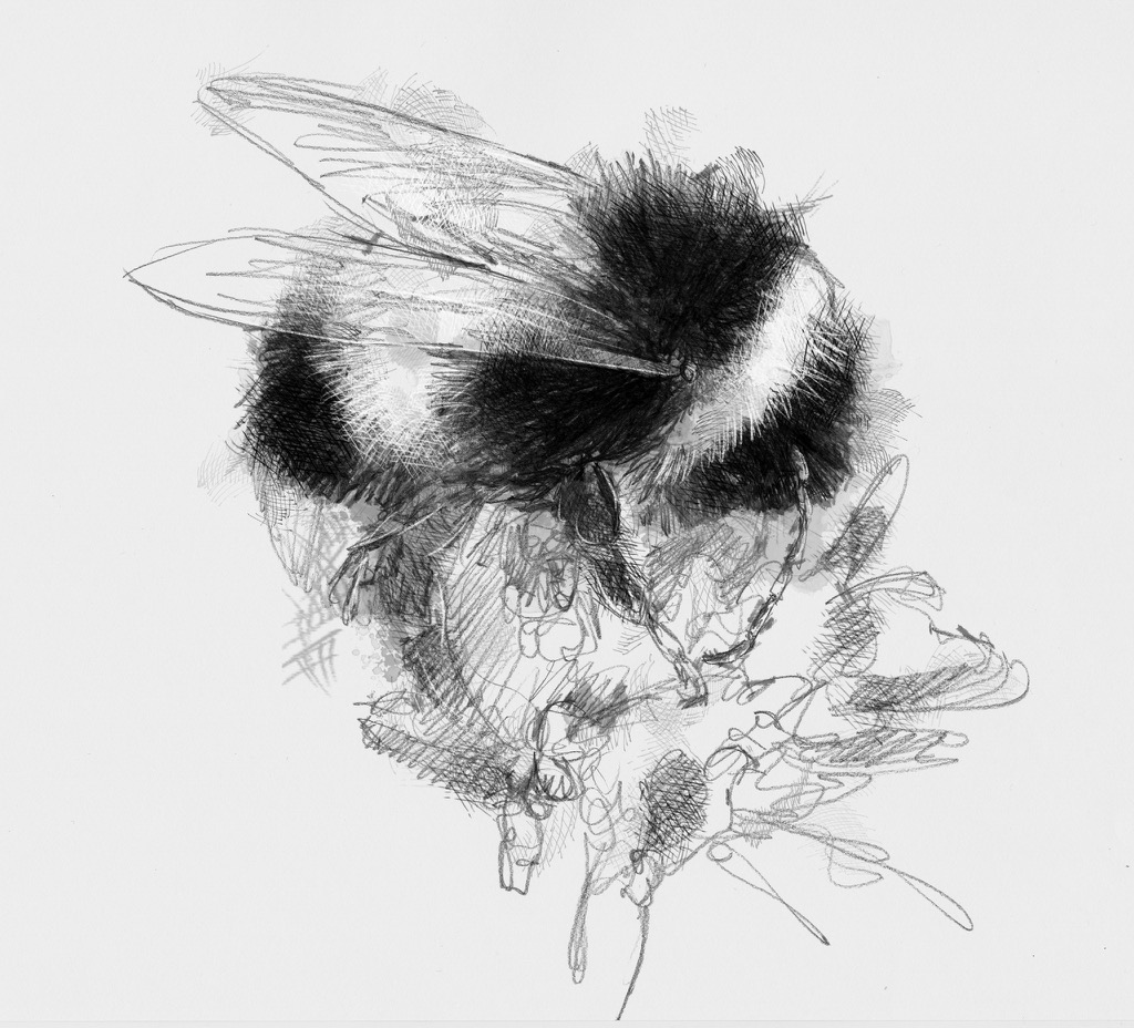 Bumble bee | SeanBriggs