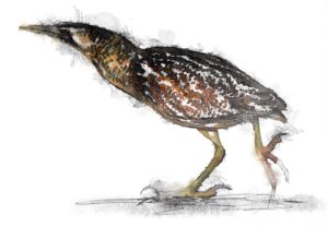 Bittern bird | SeanBriggs