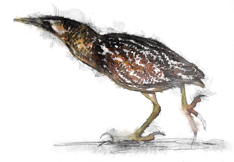 Bittern bird | SeanBriggs
