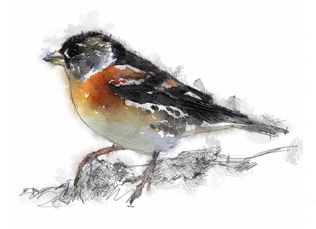 Brambling | SeanBriggs