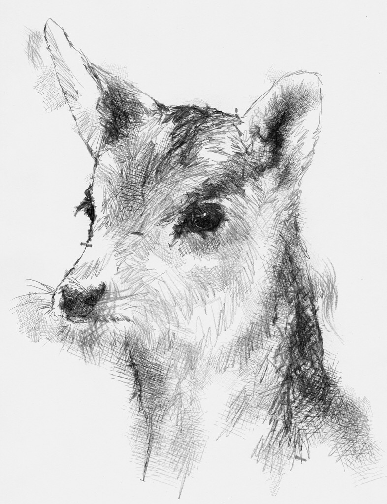 Fallow fawn | SeanBriggs