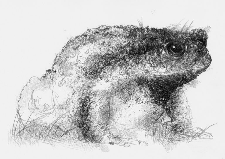 Common toad | SeanBriggs