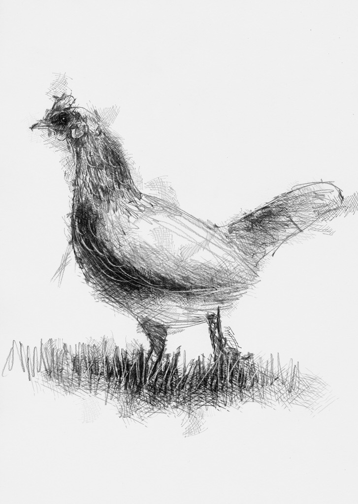 Chicken | SeanBriggs