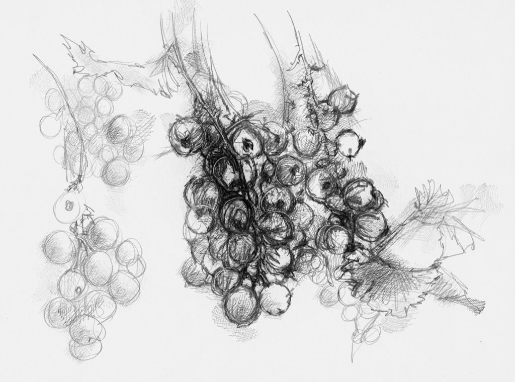 Red currants | SeanBriggs