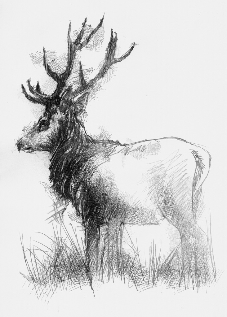 Red deer | SeanBriggs