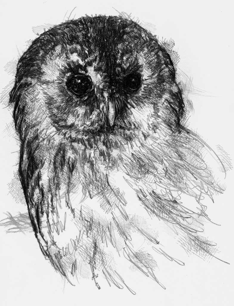 Tawny owl | SeanBriggs