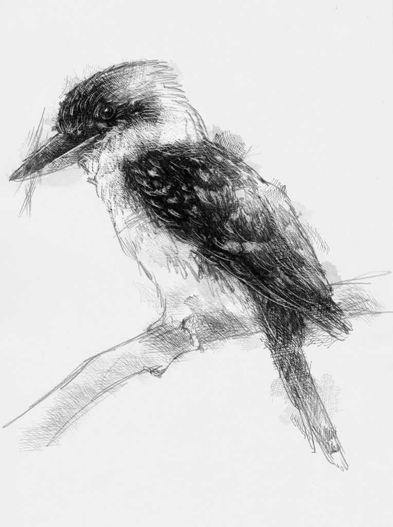 Kookaburra | SeanBriggs