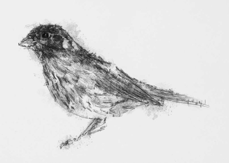 Bunting | SeanBriggs