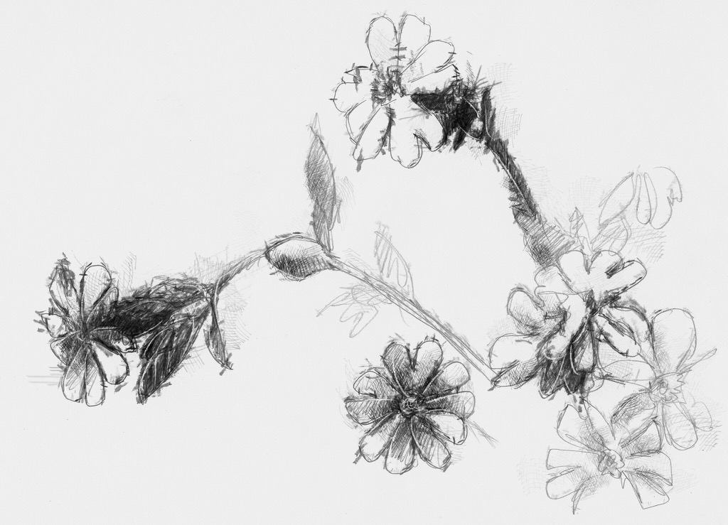 Red Campion | SeanBriggs