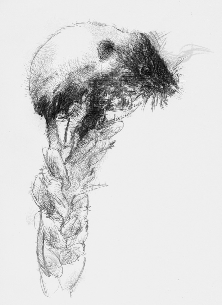 Harvest mouse | SeanBriggs