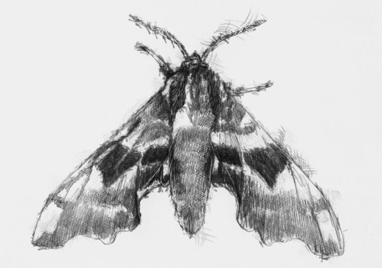 Moth | SeanBriggs