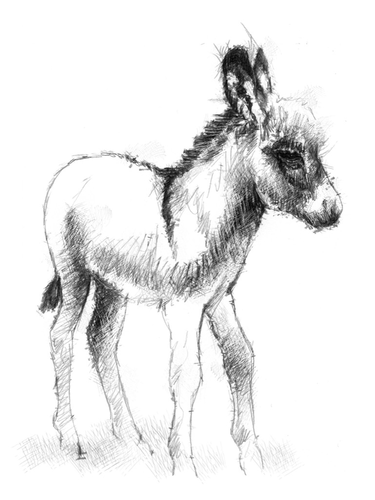 Little donkey | SeanBriggs