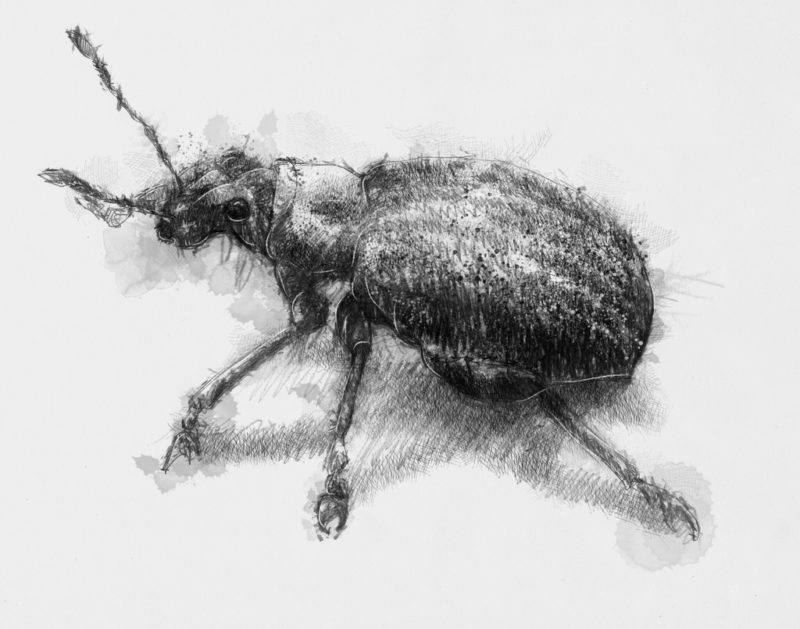 Weevil | SeanBriggs