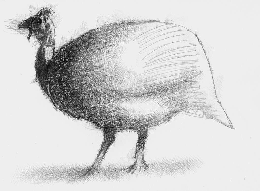 So fowl | SeanBriggs