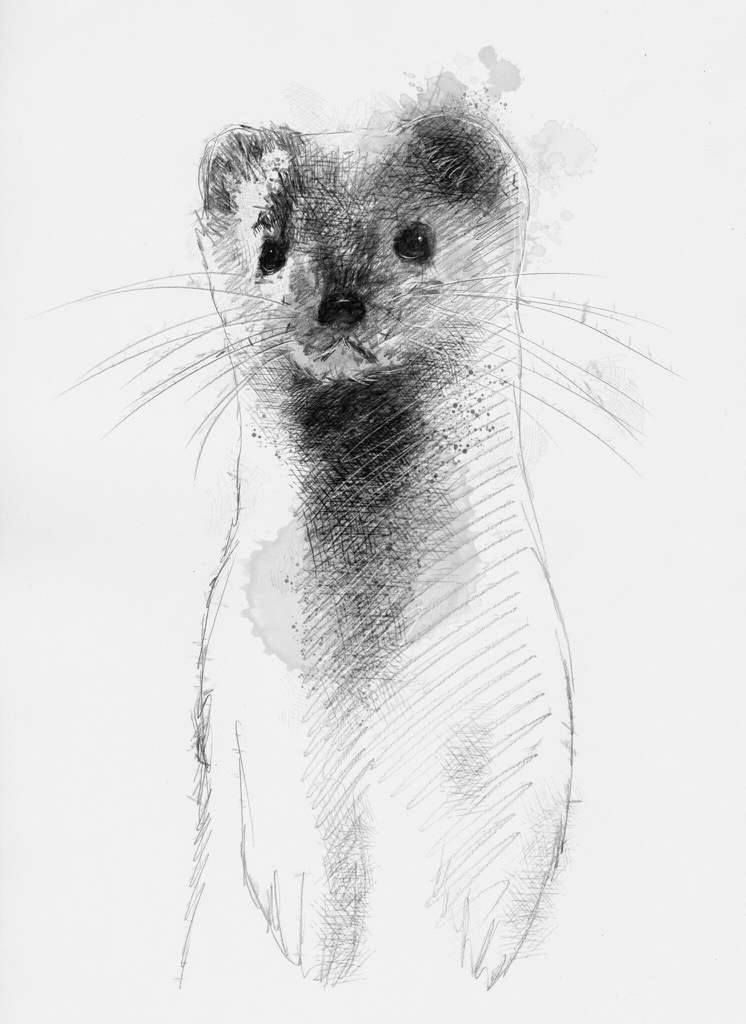 Stoat | SeanBriggs