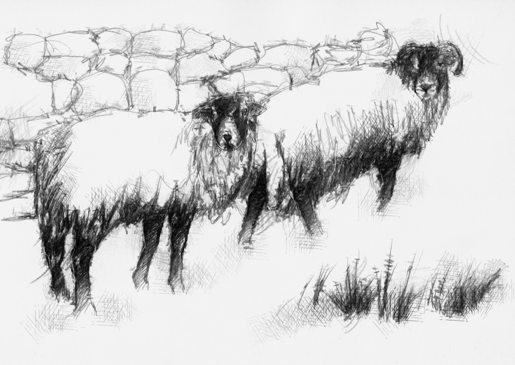Sheltering sheep | SeanBriggs