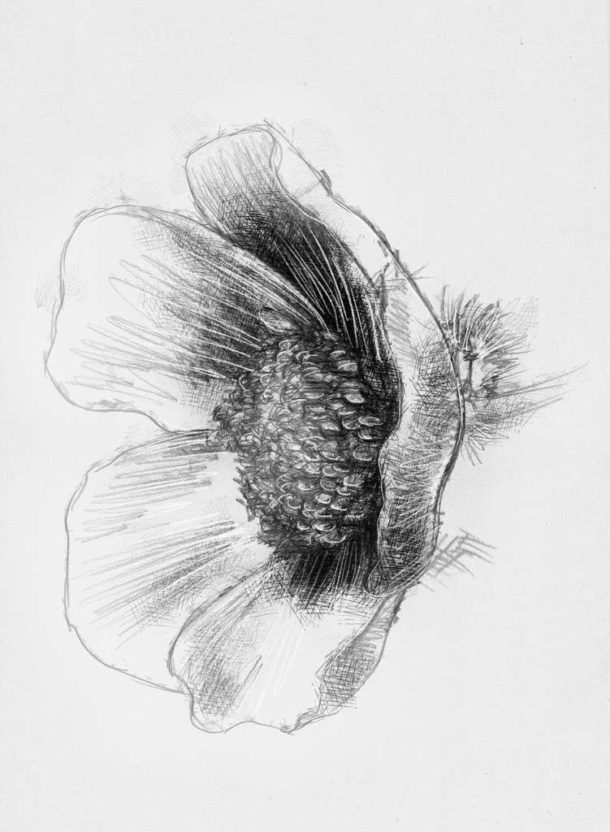 Buttercup | SeanBriggs