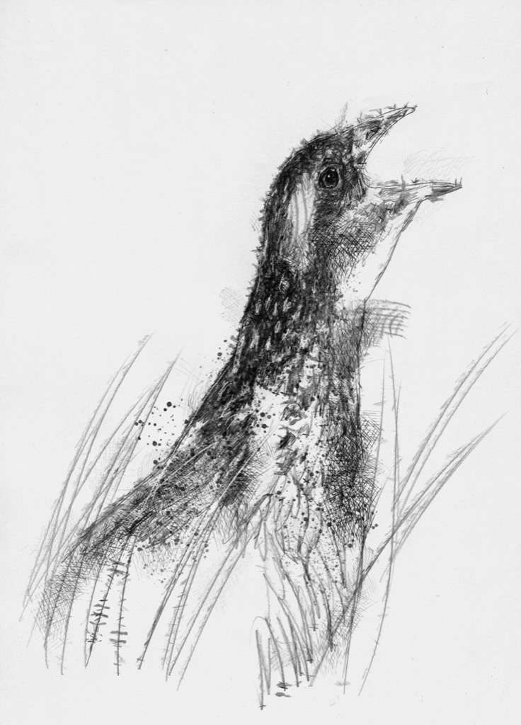 Corncrake | SeanBriggs