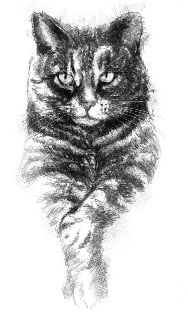 Tabby cat | SeanBriggs