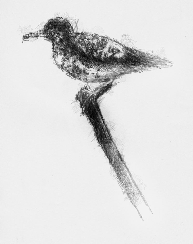 Sandpiper | SeanBriggs