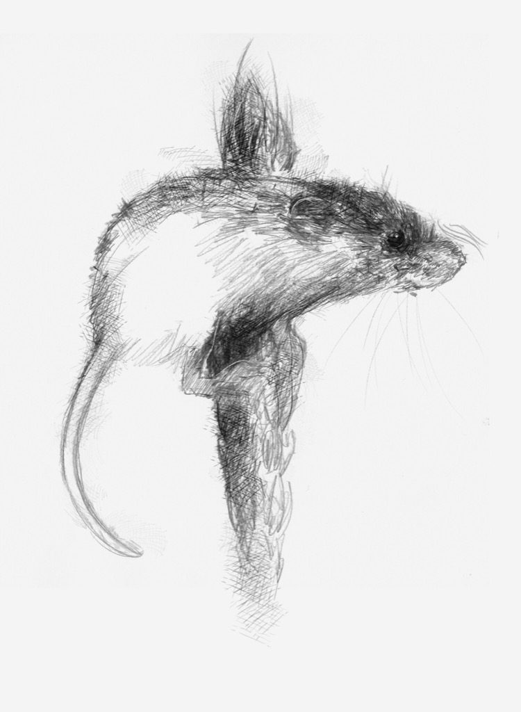 Harvest mouse | SeanBriggs