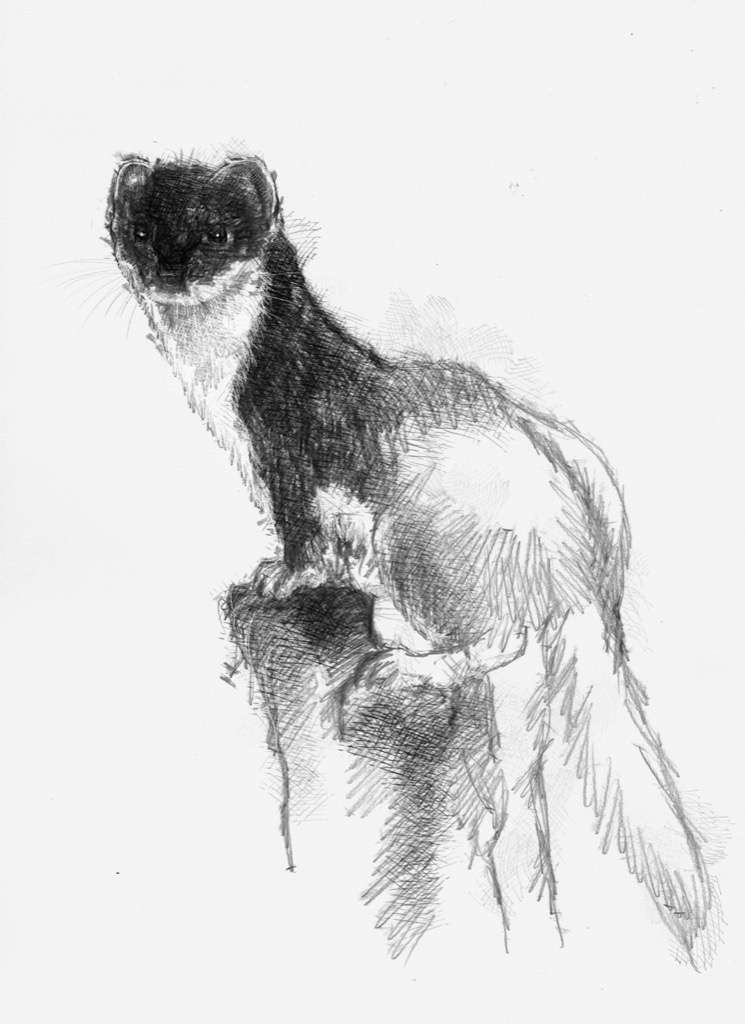 Stoat | SeanBriggs