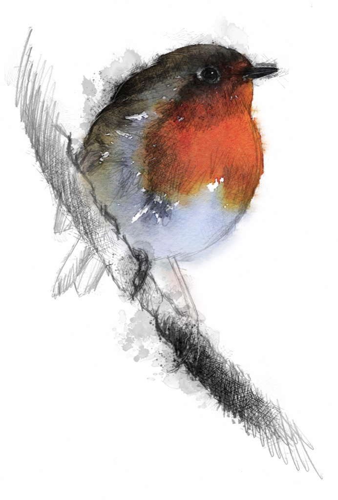Christmas robin | SeanBriggs