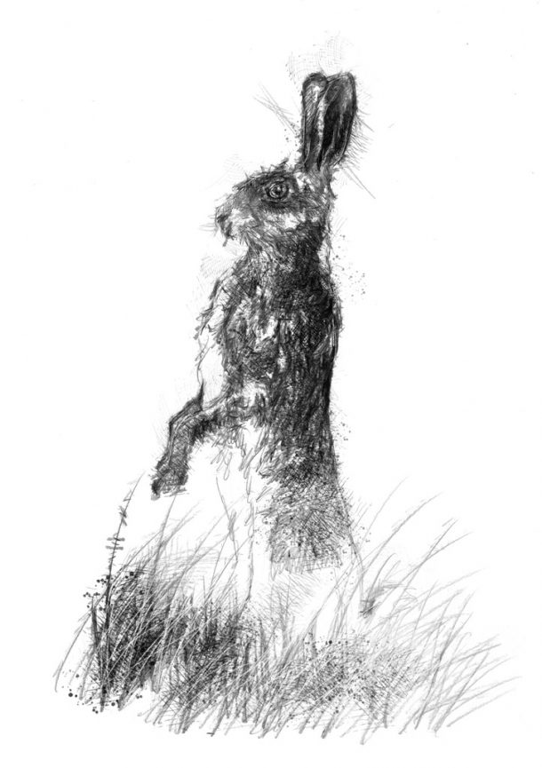 Tall hare | SeanBriggs