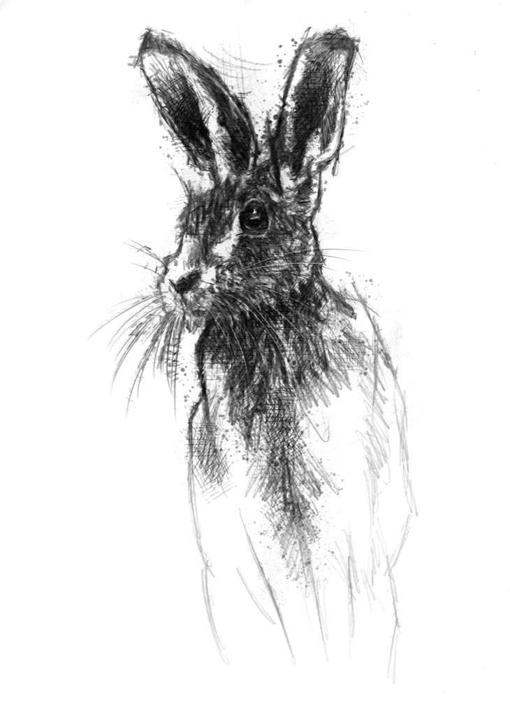 Hare alert | SeanBriggs