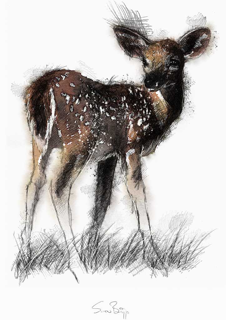 Deer Fawn Drawing