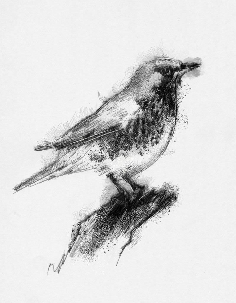 Fieldfare | SeanBriggs