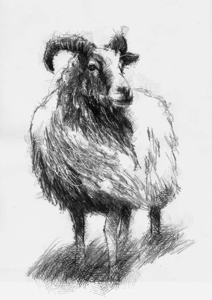 Wild sheep | SeanBriggs