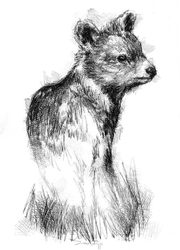 Baby Pudu sketch | SeanBriggs