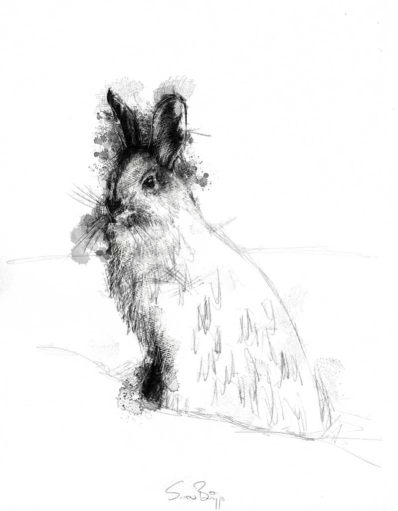 Snowshoe Rabbit Drawing