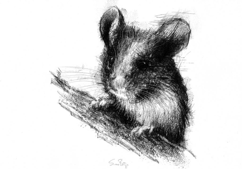 Wood mouse sketch | SeanBriggs