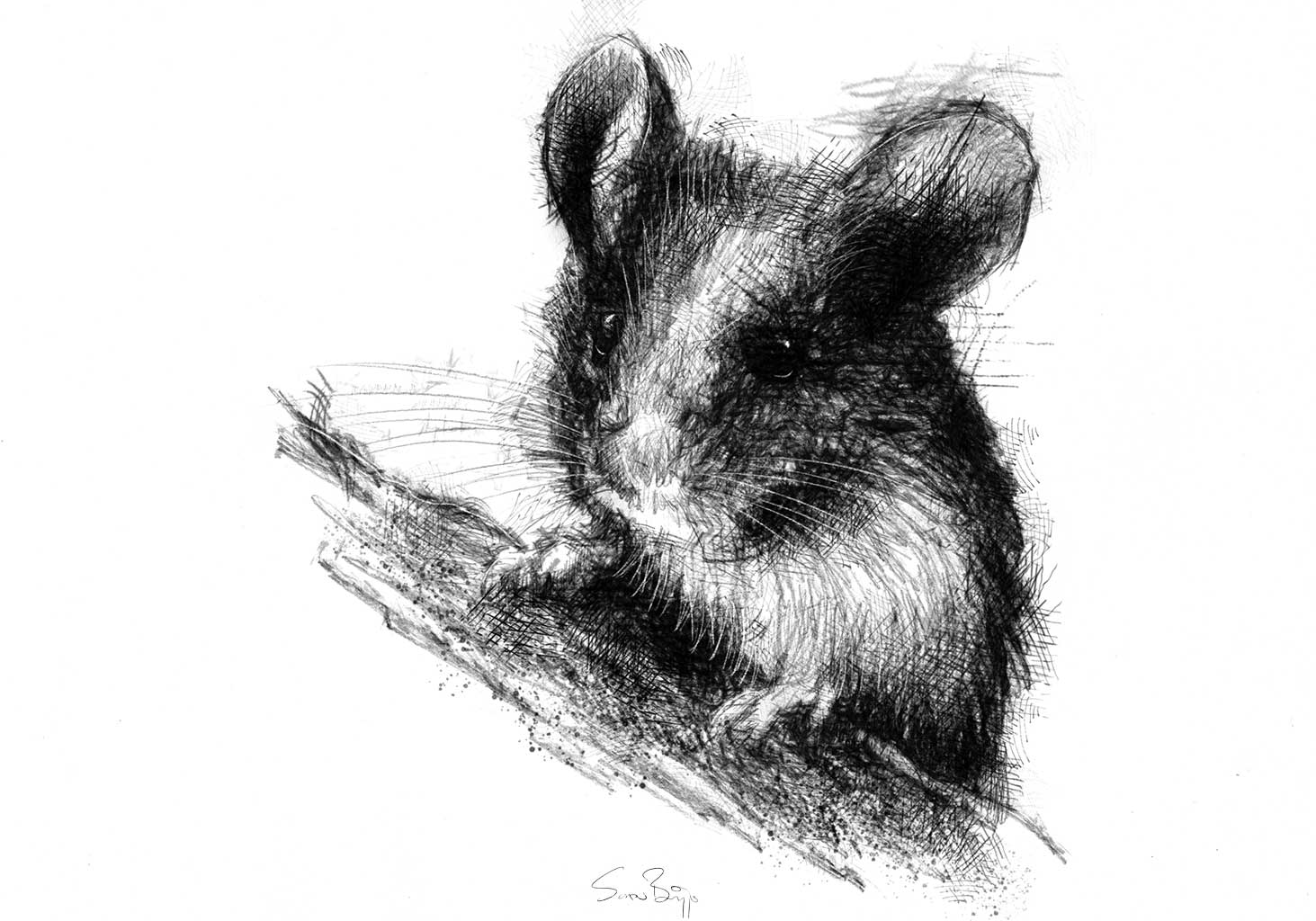 Wood mouse sketch | SeanBriggs