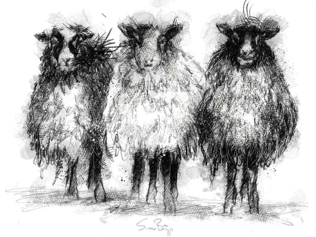 Sheep | SeanBriggs