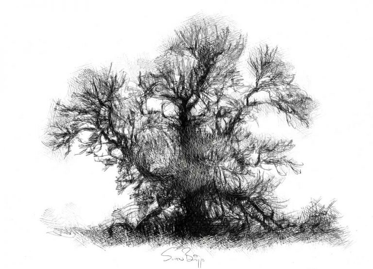 Spreading tree | SeanBriggs