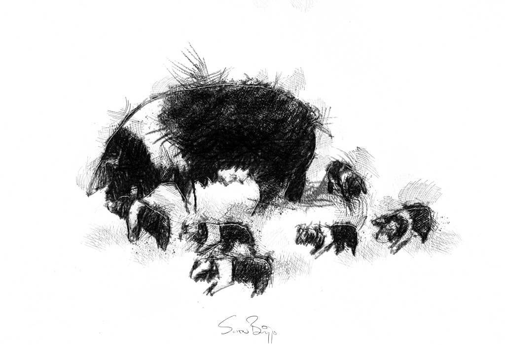 Saddleback | SeanBriggs