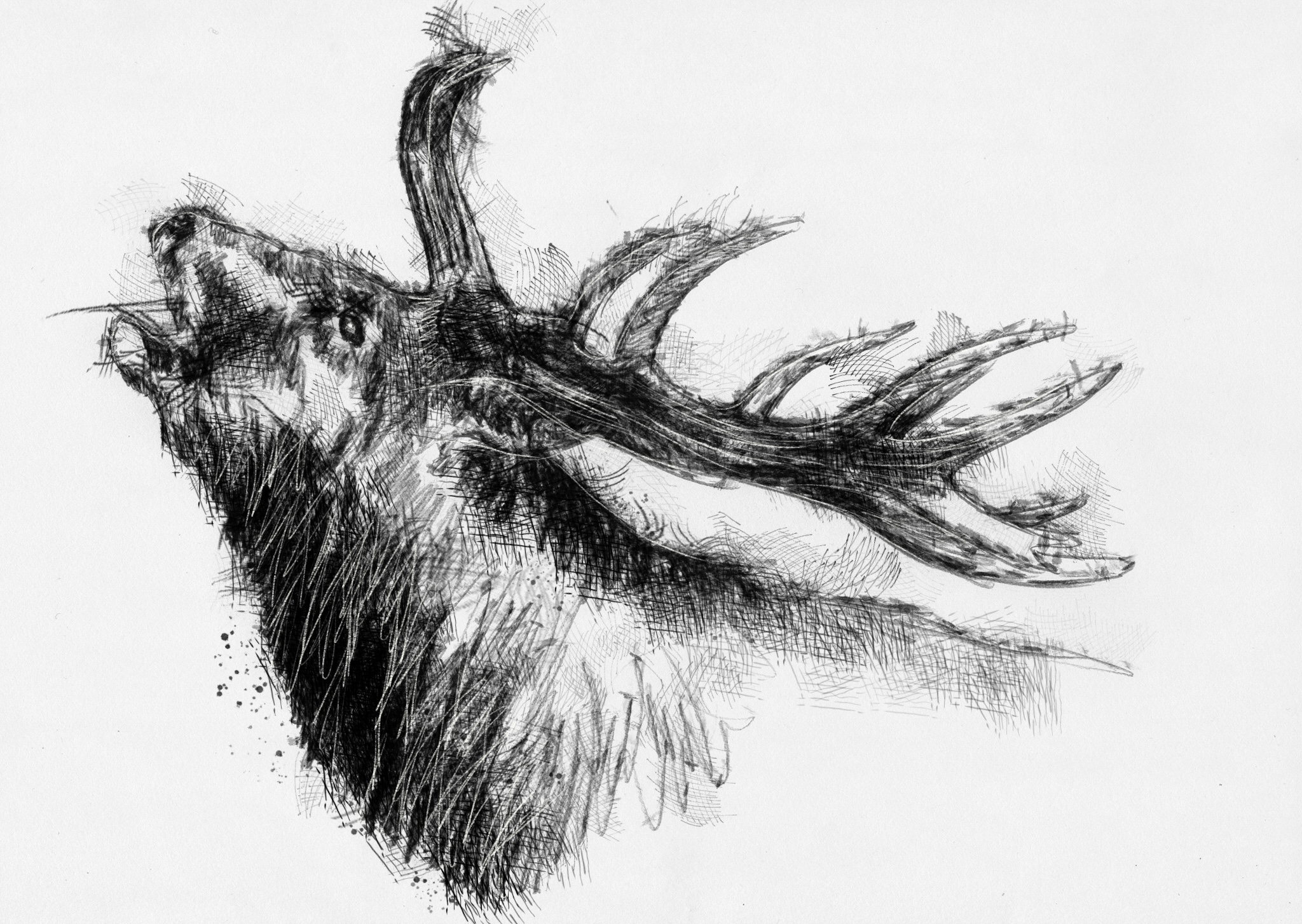 Stag Deer Drawing