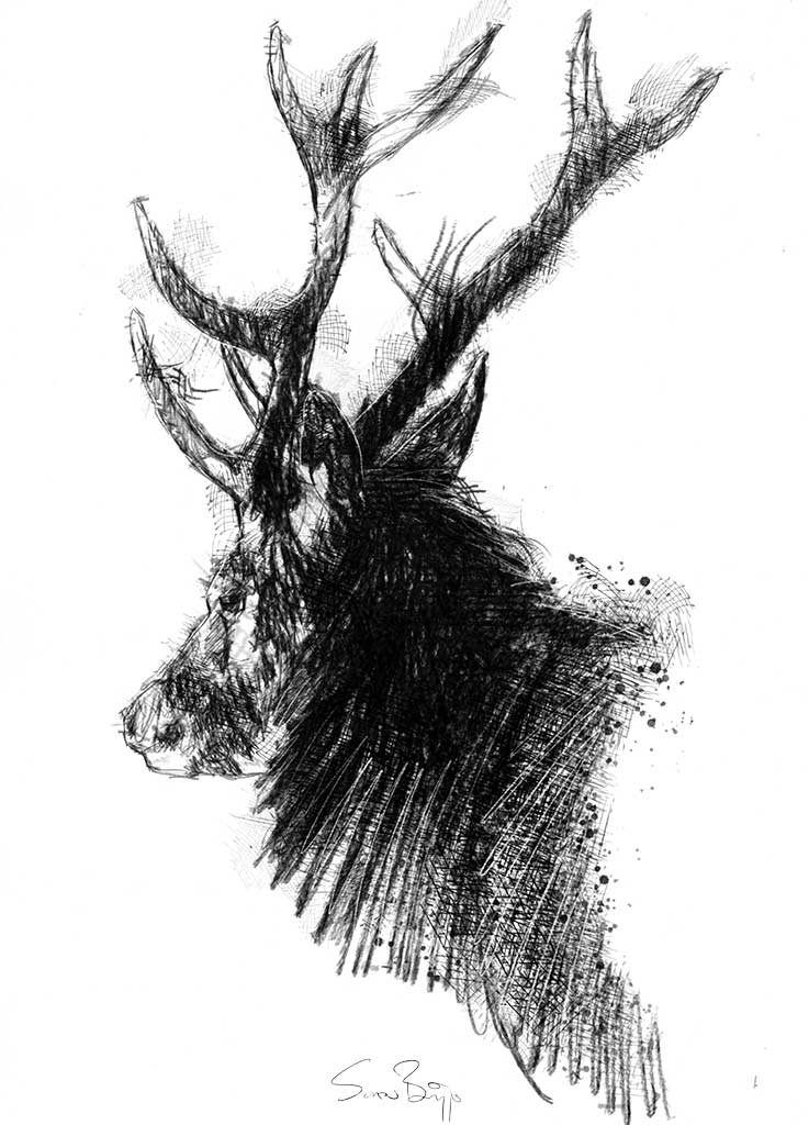 Red deer stag | SeanBriggs